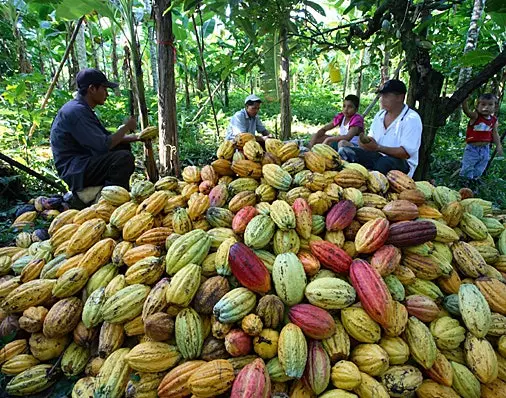 ในภาพอาจจะมี ผลไม้ กล้วย อาหาร พืช มนุษย์ คน ฟัดจ์ ของหวาน ช็อคโกแลต โกโก้ และ ผลิต
